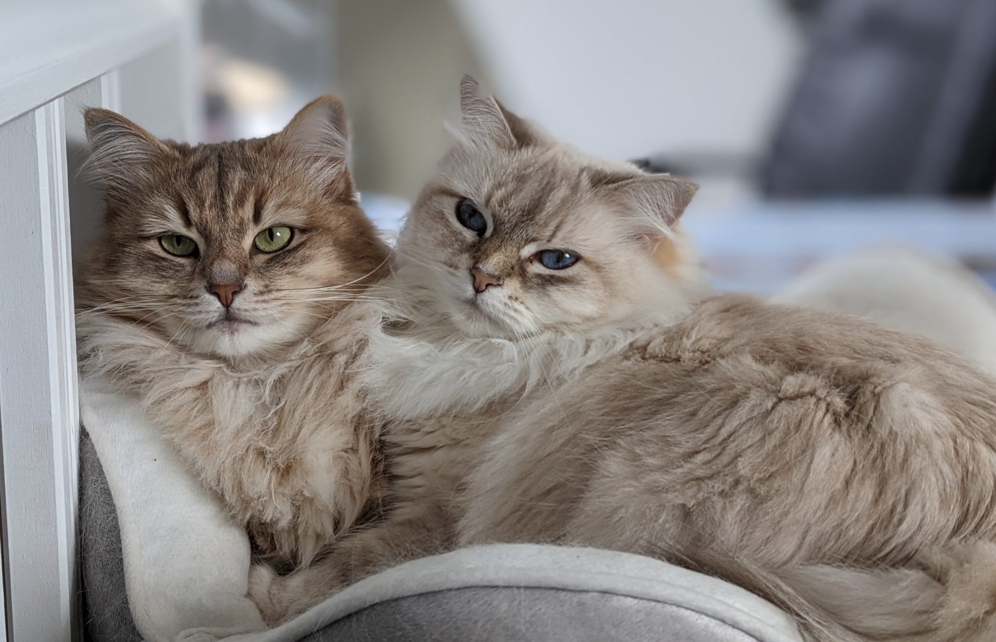 Chats sibériens de l'Hevoa – Elevage de chats sibériens neva-masquerade ...